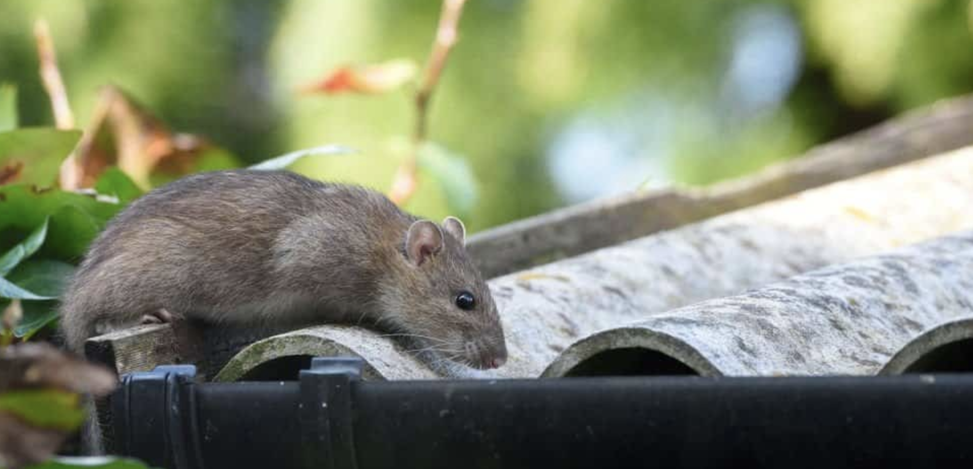 Top 3 Scariest Animals That Can Cause Damage To Your Roof | Living In ...